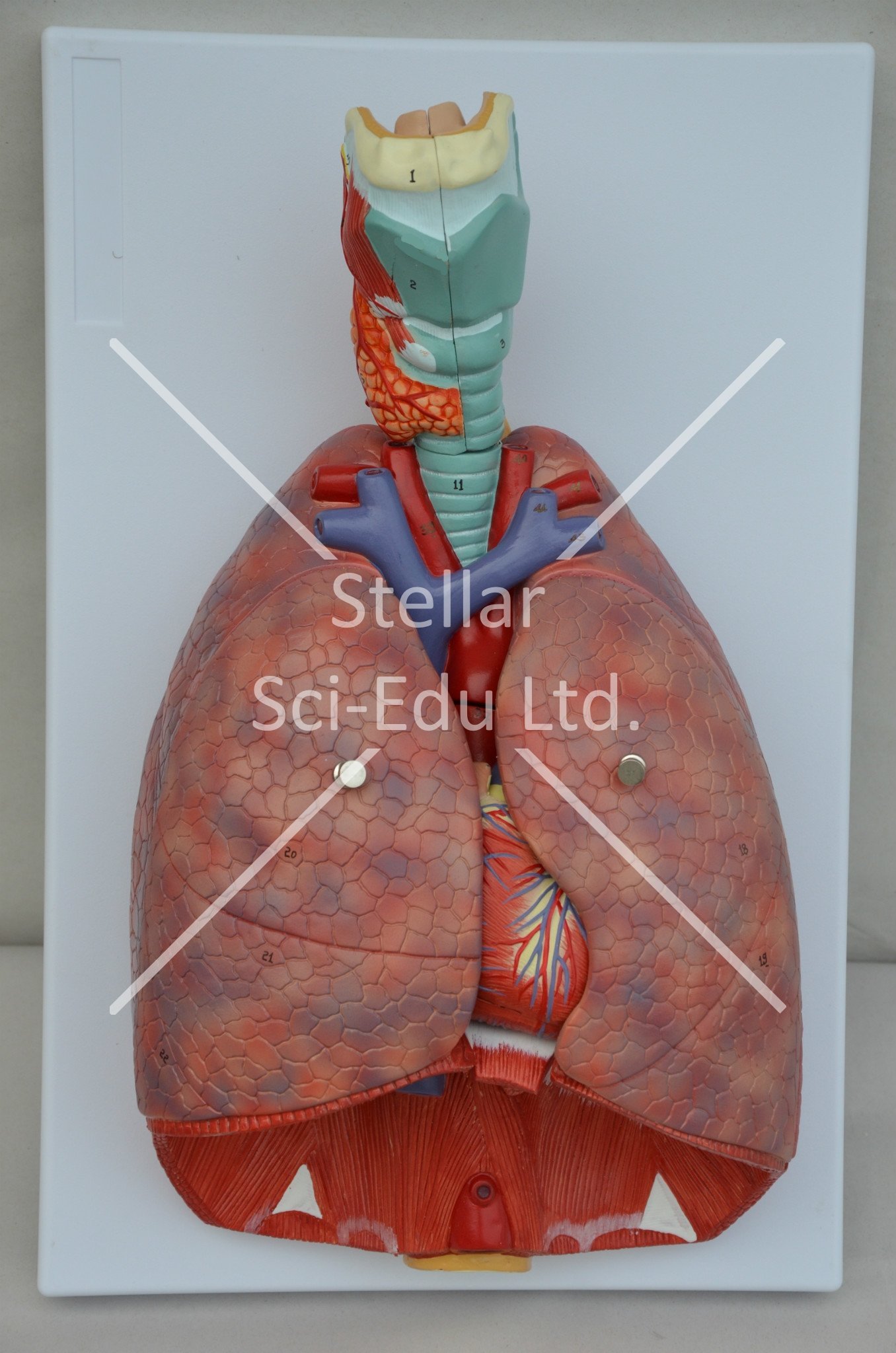 SG430 Respiratory System Model, life size