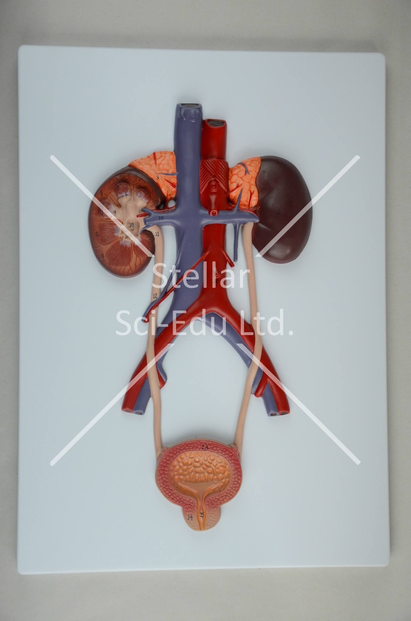 SG568 Relief Model of Urinary System